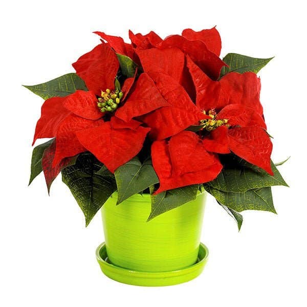 Local Florist Near Me – Support Your Neighborhood Florist